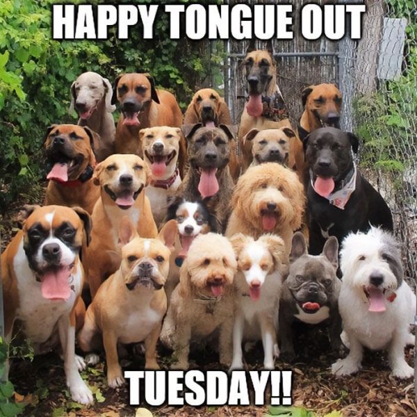 50 Tuesday Memes To Get Your Week Started - Gistingnow