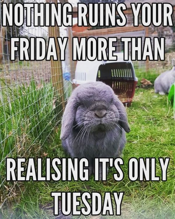 50 Tuesday Memes To Get Your Week Started - Gistingnow